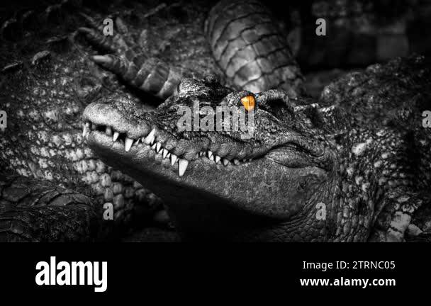 Scary crocodile Stock Videos & Footage - HD and 4K Video Clips - Alamy