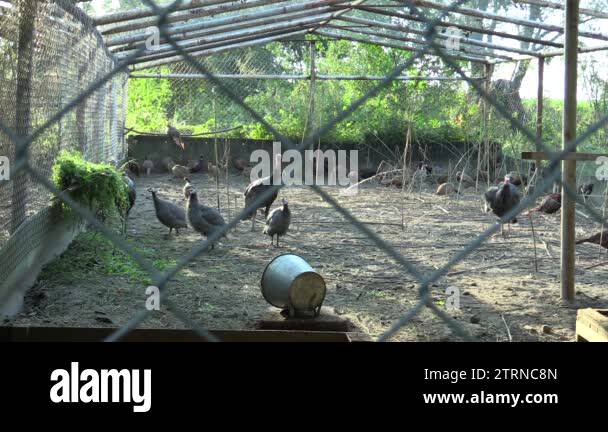 Cage for extensive breeding of turkeys Meleagris, pheasants, helmeted ...