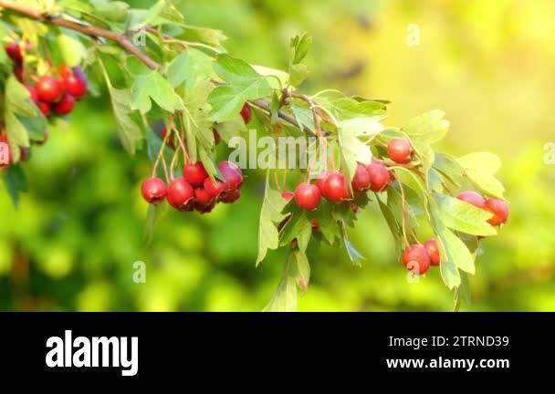 Hawthorn crataegus monogyna may tree whitethorn quickthorn Stock Videos ...