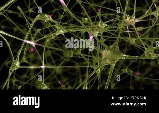 Journey through a network of neuronal cells and synapses in the brain ...