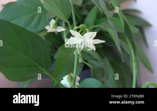 Chilli flowers Stock Videos & Footage - HD and 4K Video Clips - Alamy