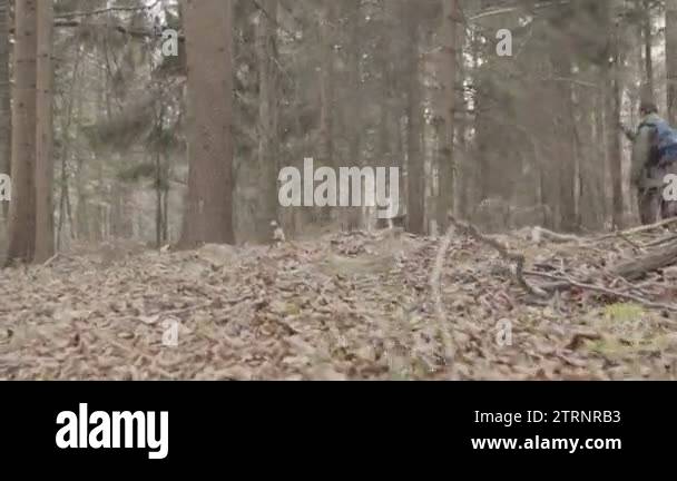 Cutting down a tree Stock Videos & Footage - HD and 4K Video Clips - Alamy