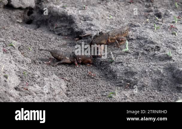 Family of large burrowing insects. Production of formic family. Ants ...