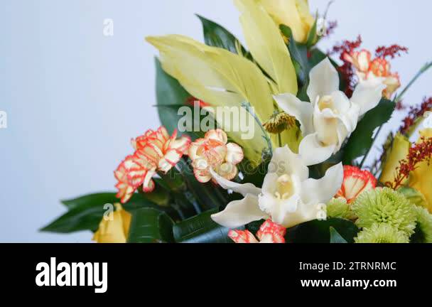 White david austin rose Stock Videos & Footage - HD and 4K Video Clips ...