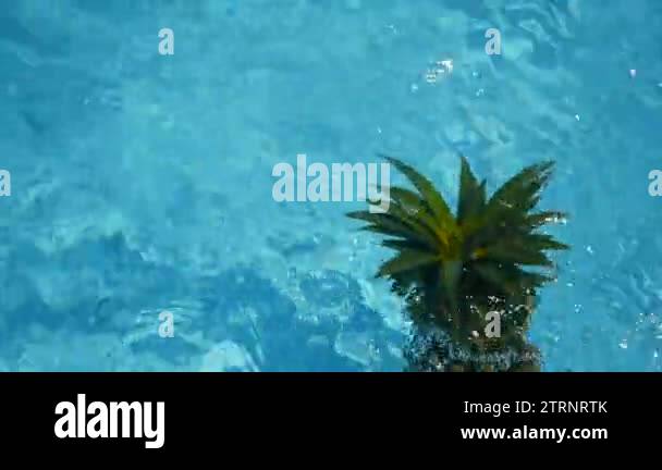 Pineapple Floating In blue Water In Swimming Pool. Healthy Raw Organic ...