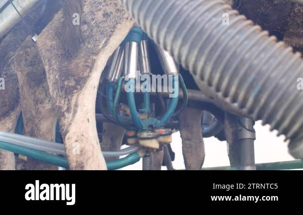 The process of milk milking from a cow on a farm using modern equipment ...