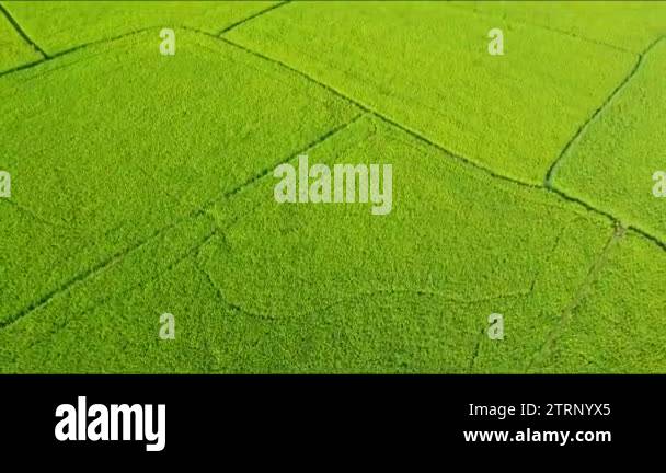 rice fields divided to plots by water channels and pathways Stock Video ...