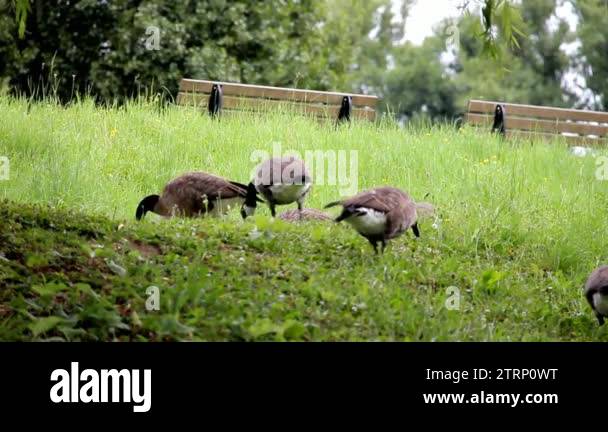 Wild park slope Stock Videos & Footage - HD and 4K Video Clips - Alamy