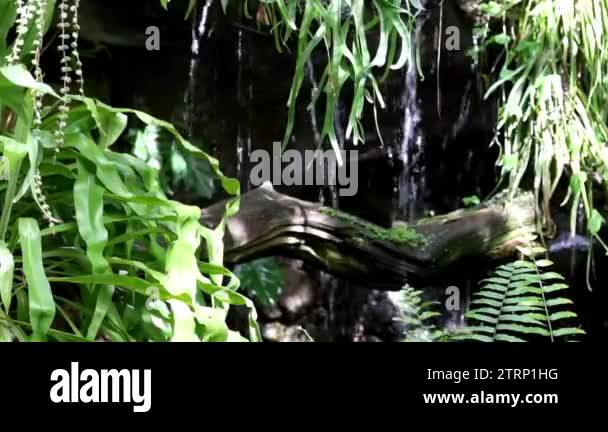 Trunk in waterfall Stock Videos & Footage - HD and 4K Video Clips - Alamy