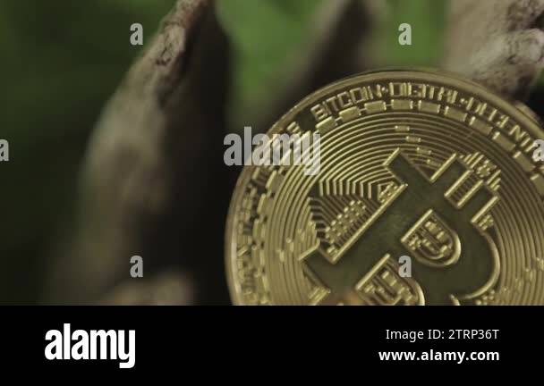 Tree bark for graphics Stock Videos & Footage - HD and 4K Video Clips ...