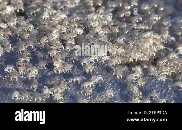 CLOSE UP, MACRO, HYPERLAPSE Thousands of tiny baby crabs crawling over ...