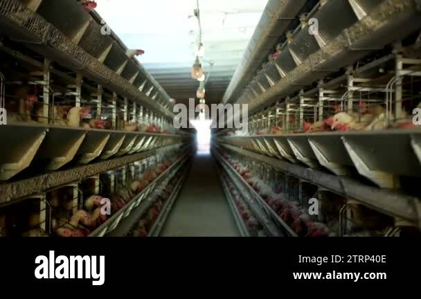 Poultry farm, chickens sit in open-air cages and eat mixed feed, on ...