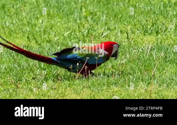 Green-winged macaw (Ara chloropterus), also known as red-and-green ...