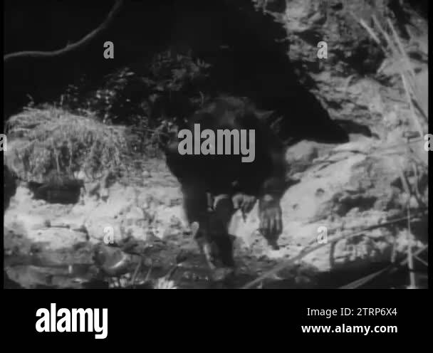Monkey washing Stock Videos & Footage - HD and 4K Video Clips - Alamy
