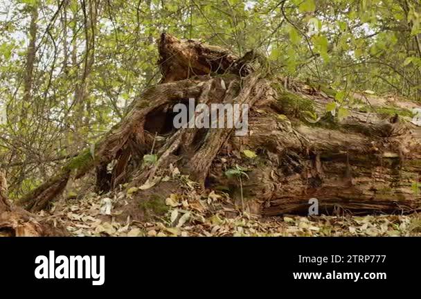 Oak tree root system Stock Videos & Footage - HD and 4K Video Clips - Alamy