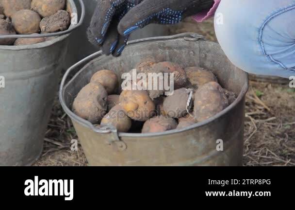 Manual sorting of potato seeds with sprouts in buckets, depending on ...