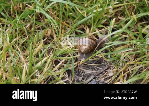Snail shells in grass Stock Videos & Footage - HD and 4K Video Clips ...