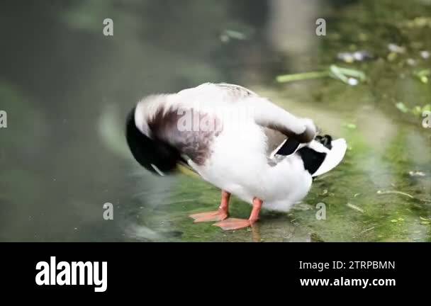 Cleaning duck Stock Videos & Footage - HD and 4K Video Clips - Alamy