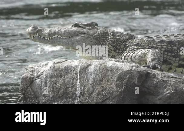 Ambush rock Stock Videos & Footage - HD and 4K Video Clips - Alamy