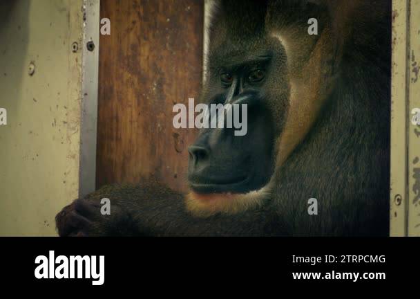 Sad monkey Stock Videos & Footage - HD and 4K Video Clips - Alamy