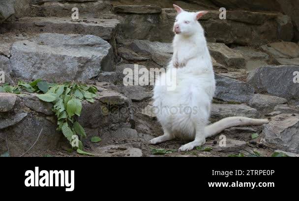 Kangaroo dance Stock Videos & Footage - HD and 4K Video Clips - Alamy