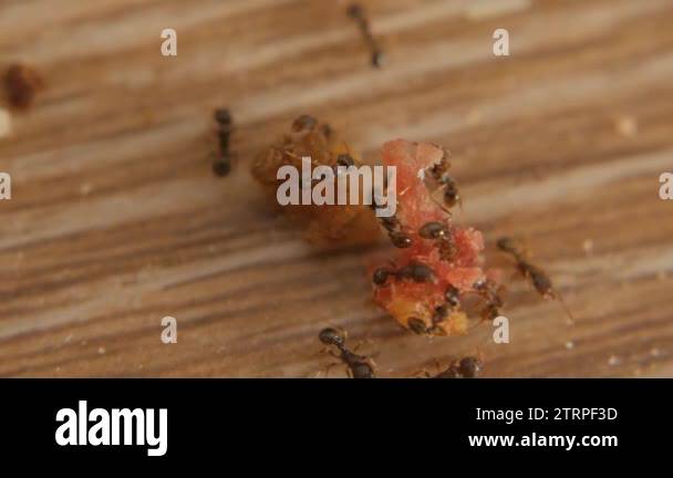 Forage for insects Stock Videos & Footage - HD and 4K Video Clips - Alamy