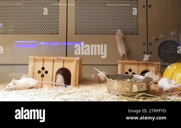 White mice cage Stock Videos & Footage - HD and 4K Video Clips - Alamy