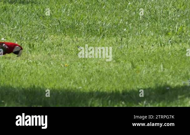 Green-winged macaw (Ara chloropterus), also known as red-and-green ...