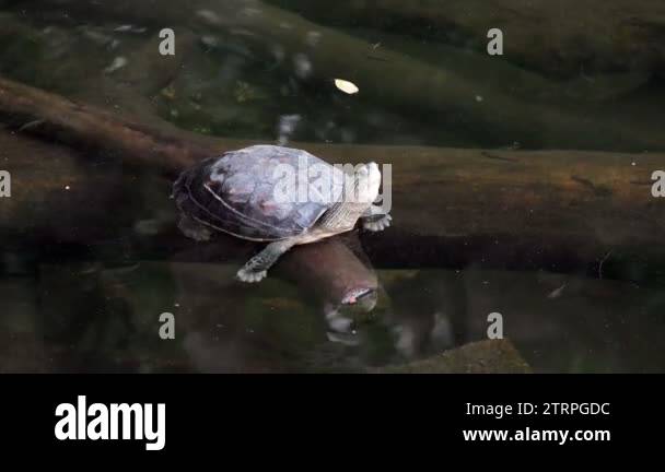 Myrtle the turtle Stock Videos & Footage - HD and 4K Video Clips - Alamy
