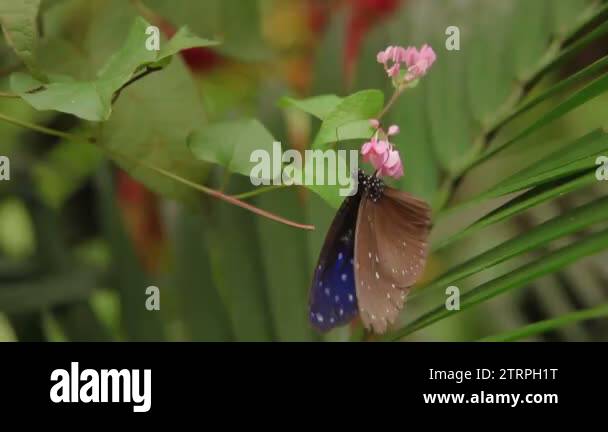 Crow flower Stock Videos & Footage - HD and 4K Video Clips - Alamy