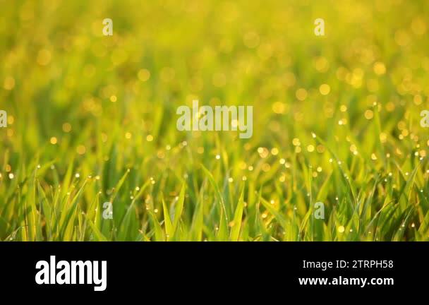 Grass background loop Stock Videos & Footage - HD and 4K Video Clips ...