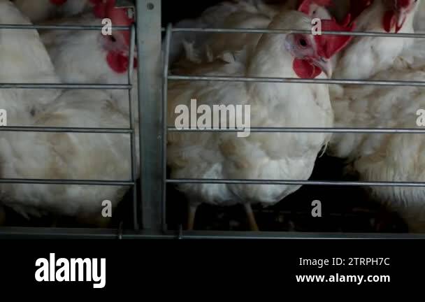 Poultry farm for breeding chickens and eggs, chickens pecking feed ...