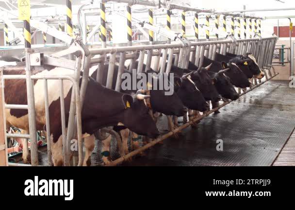 Milking cows on a modern farm, cows stand in stalls before milking, the ...