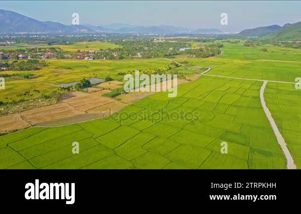 rice fields divided to plots by water channels and pathways Stock Video ...