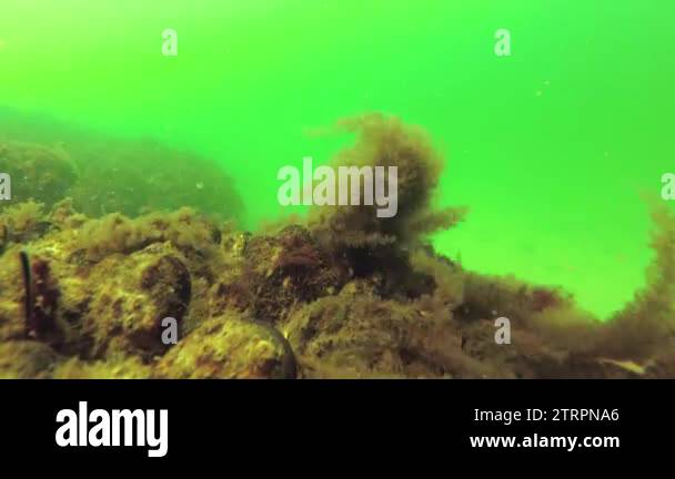 Hydroid polyps Obelia sp., swinging in water, growing on a stone in the ...