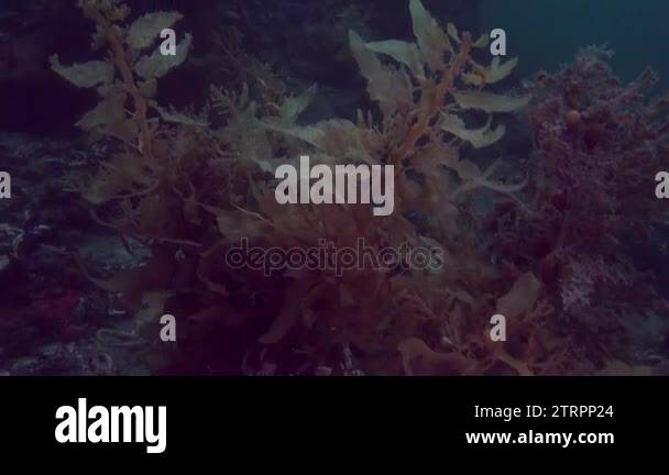 Abyssal fauna Stock Videos & Footage - HD and 4K Video Clips - Alamy