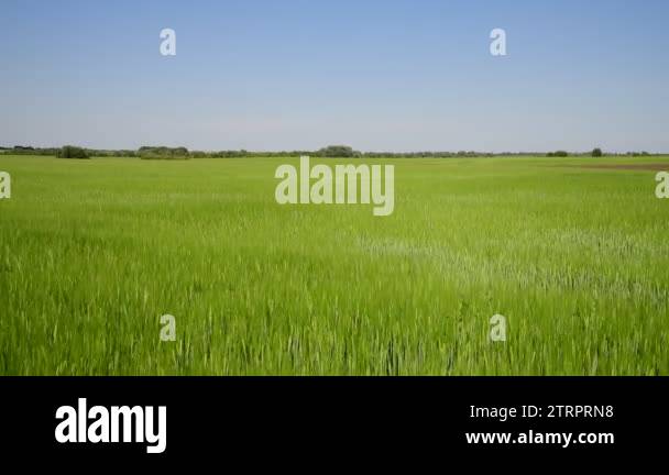 Field in june Stock Videos & Footage - HD and 4K Video Clips - Alamy