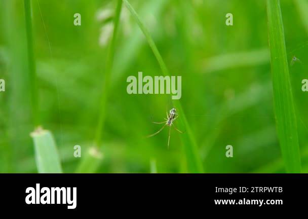 Spider instinct Stock Videos & Footage - HD and 4K Video Clips - Alamy