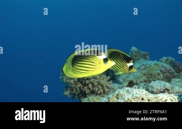 Sea butterfly underwater Stock Videos & Footage - HD and 4K Video Clips ...