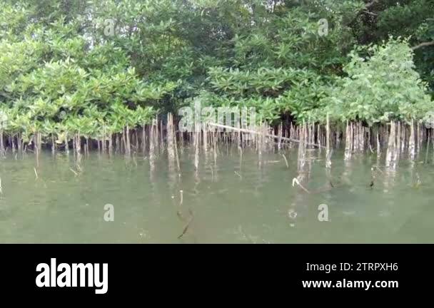 Sri lanka bentota Stock Videos & Footage - HD and 4K Video Clips - Alamy