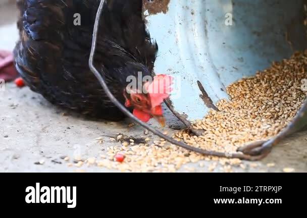 Alive chicken bird studio shot Stock Videos & Footage - HD and 4K Video ...