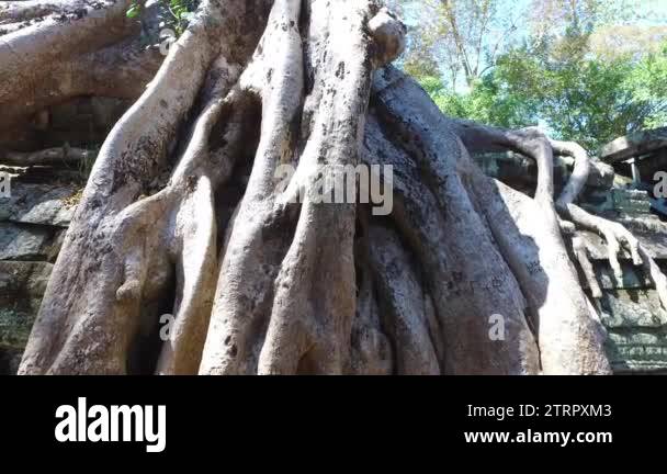 Temple banyan tree Stock Videos & Footage - HD and 4K Video Clips - Alamy
