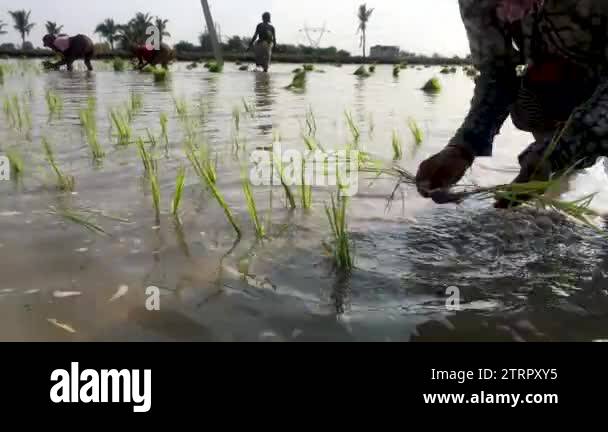 Daddy rice Stock Videos & Footage - HD and 4K Video Clips - Alamy