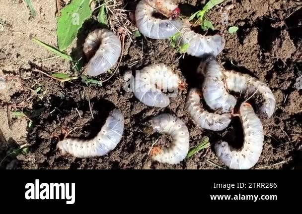 large larvae of garden pest beetles on the surface of the lawn soil ...