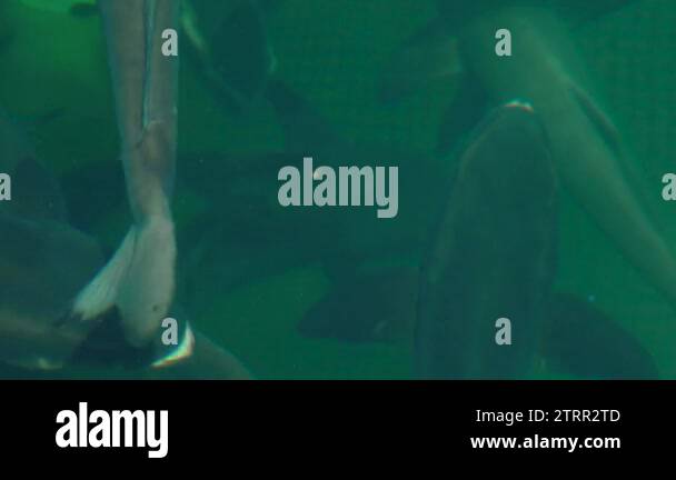 Close up fish floating in sea water on farm. Breeding and cultivation ...