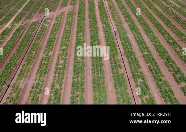 Irrigation system in the desert Stock Videos & Footage - HD and 4K ...