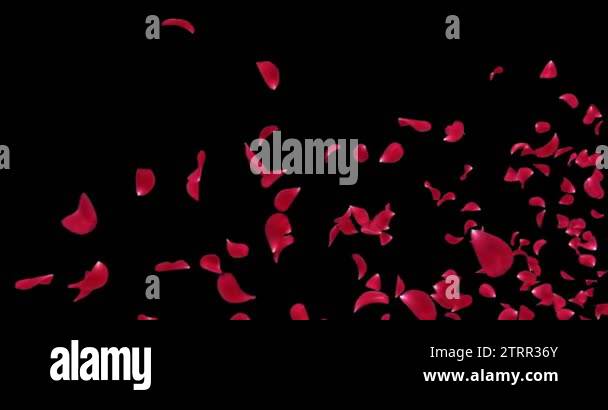 Flying Romantic Red Rose Flower Petals Falling Placeholder Alpha matte ...