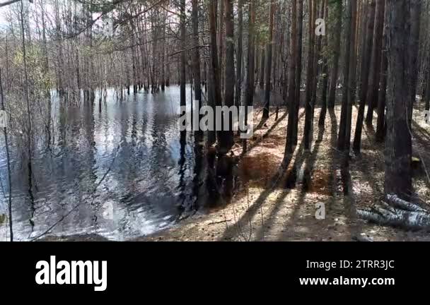 A cluster of trees surrounded by flood waters in a flooding river Stock ...