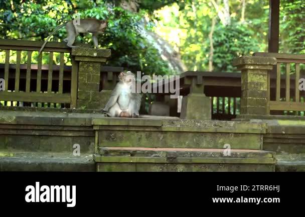 Adult big male monkey playing with small monkey Stock Video Footage - Alamy