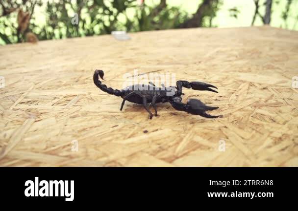 Scorpio Stock Videos & Footage - HD and 4K Video Clips - Alamy